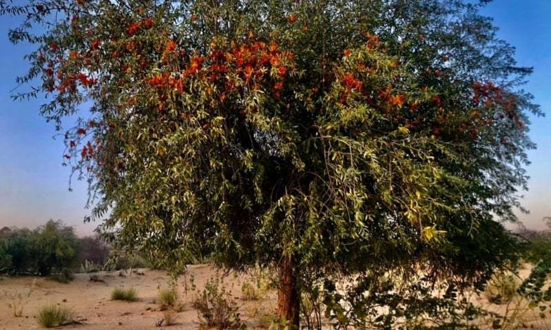 In pictures: The 'saintly' tree that is the centrepiece of spring in ...