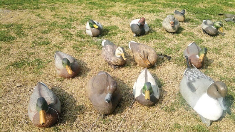 Duck hunting season extended in Chitral after rains - Pakistan - DAWN.COM