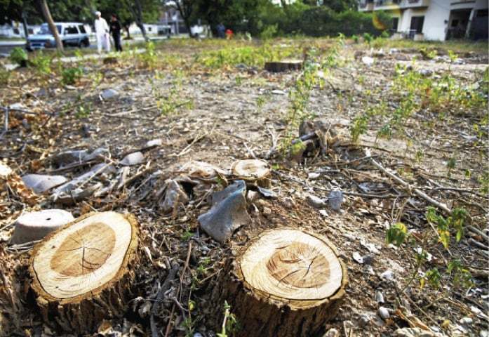 LHC bans tree felling to stop environment degradation - Pakistan - DAWN.COM