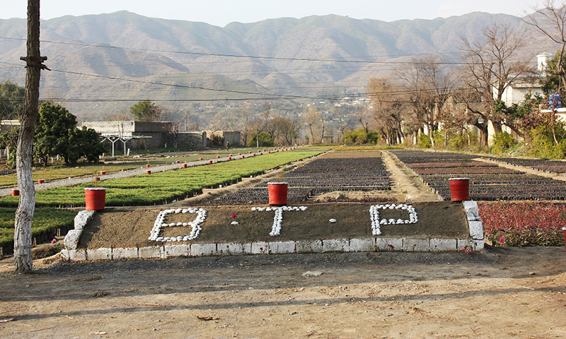 Govt orders audit of Ten Billion Tree Tsunami project - Pakistan - DAWN.COM