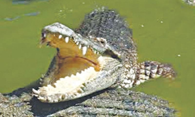 Fact ! Did you know? : Crocodiles and alligators - Newspaper - DAWN.COM