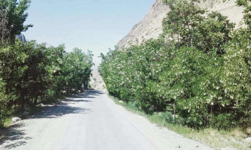 Robinia plantation cheap source of firewood for Chitralis - Newspaper ...