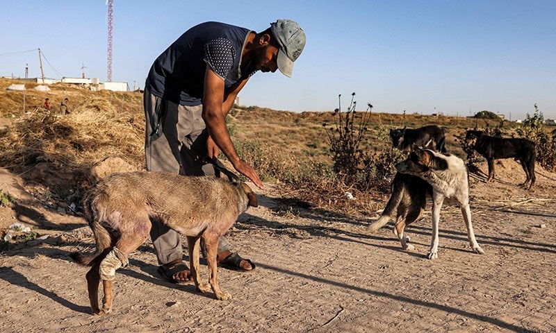 In Gaza, traumatised Palestinians tend to shell-shocked pets - World ...