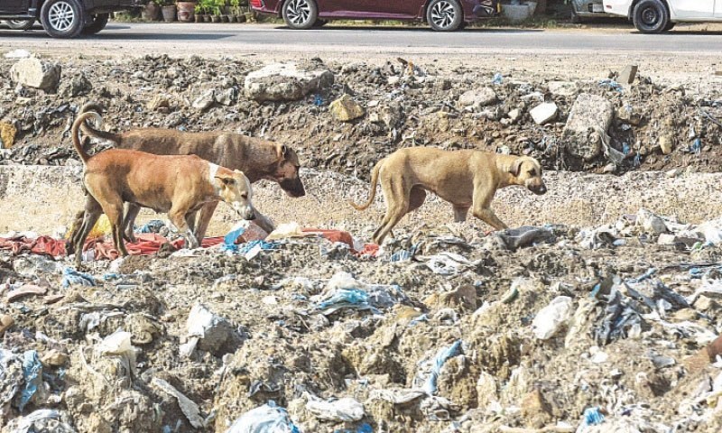 Rules to control population of stray dogs to be notified after cabinet ...