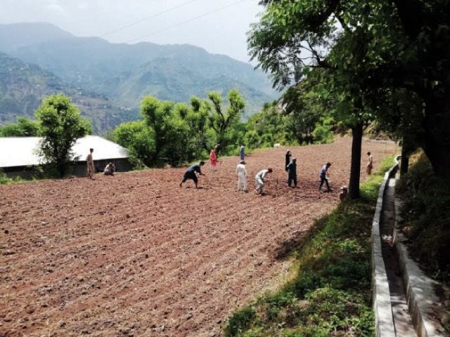 Cultivation Preparation Of Maize Seeds Initiated In AJK Newspaper DAWN COM cultivation-preparation-of-maize-seeds-initiated-in-ajk-newspaper-dawn-com