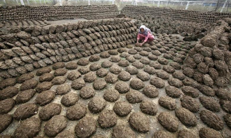Manure hunt underway in India after thieves steal cow dung - World ...