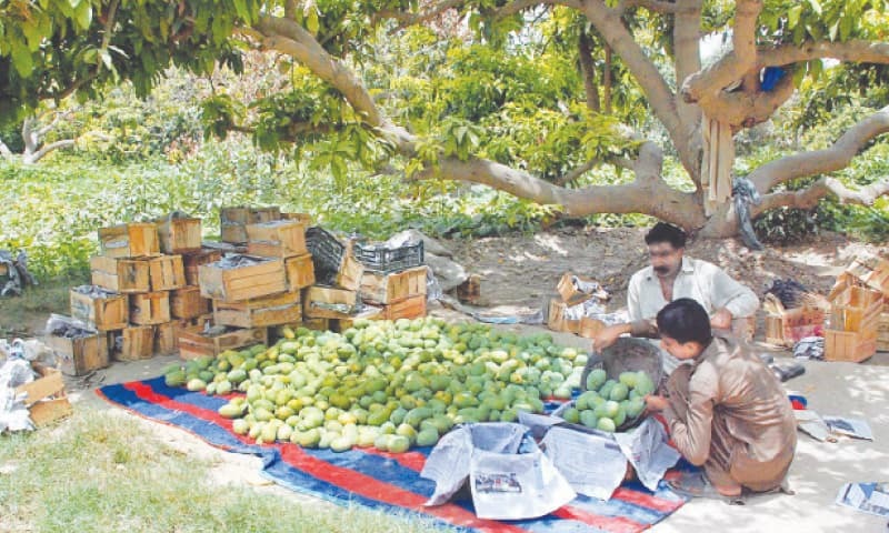 Pakistan hopes to achieve mango export target - Business - DAWN.COM