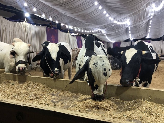 At Karachi's grand cattle market, buy a cow, get coronavirus free ...