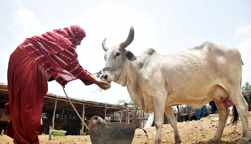 Bovines for (e)sale: How Sindh's rural women are becoming skilled ...