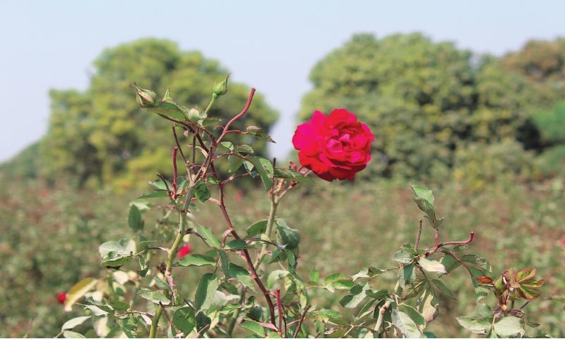 AGRICULTURE: THE LIFE OF MIANI’S ROSES - Newspaper - DAWN.COM