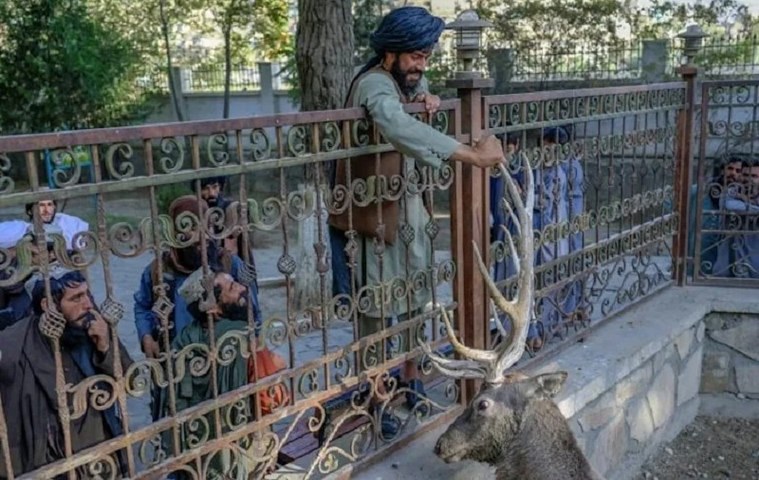 Gun-toting Taliban mingle with families and kids at Kabul Zoo - World ...