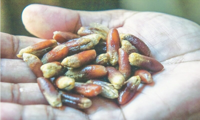 Study finds date pit flour nutritional, economical in bakery products ...