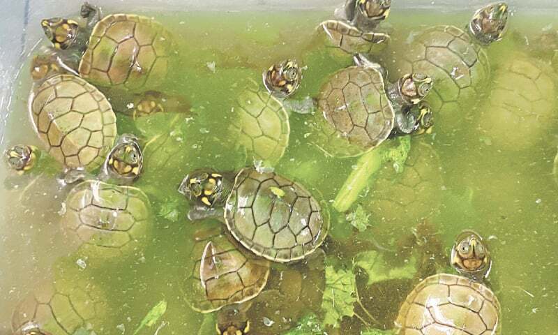 ‘Go be happy’ — thousands of baby river turtles released into Peruvian ...