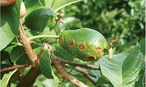 Parasitic fruit fly damaging guava in Kohat orchards - Pakistan - DAWN.COM
