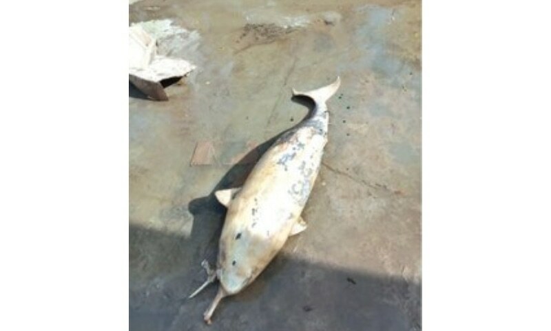 Loss of third Indus dolphin in a month - Pakistan - DAWN.COM
