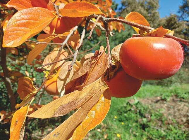 GARDENING: CAN I GROW PERSIMMONS IN JHELUM? - Newspaper - DAWN.COM
