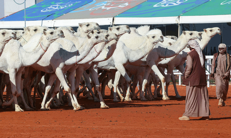 Women's camel beauty contest makes debut in Saudi Arabia - World - DAWN.COM