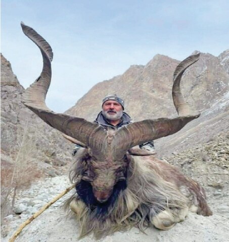 Foreigners hunt highest-rated markhors in GB - Pakistan - DAWN.COM