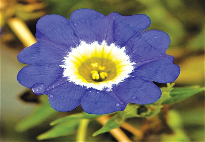 GARDENING: A BLUE WAVE - Newspaper - DAWN.COM