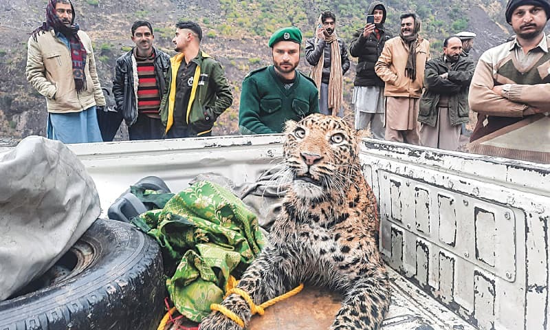 AJK wildlife guards evacuate injured leopard - Pakistan - DAWN.COM