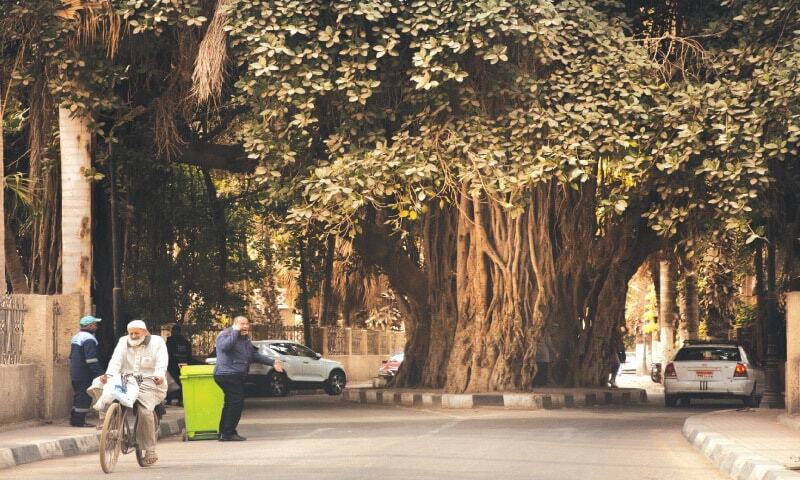 As Cairo transforms, Egyptians fight to save their trees - World - DAWN.COM
