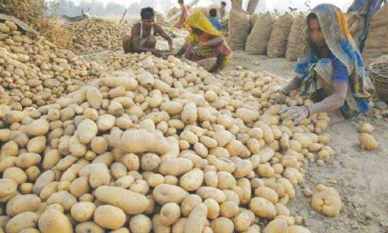 Potato export to China can bring $2bn: farmers - Business - DAWN.COM