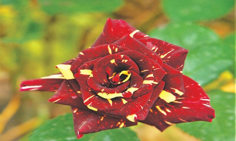 GARDENING: ‘CAN WE HARVEST MAPLE SYRUP IN PAKISTAN?’ - Newspaper - DAWN.COM