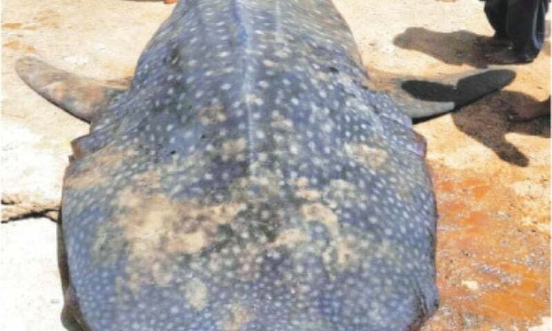 Endangered whale shark caught, sold - Pakistan - DAWN.COM