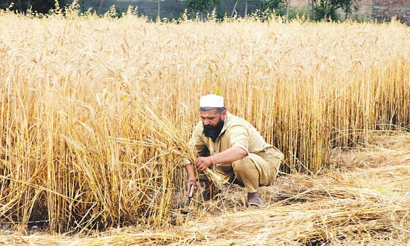 Crops likely to suffer as water crisis boils over - Pakistan - DAWN.COM