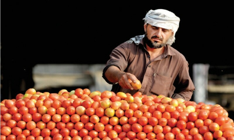 Price of tomatoes sees manifold increase in twin cities - Newspaper ...