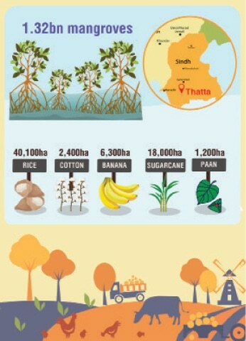 Thatta — master of many - Newspaper - DAWN.COM