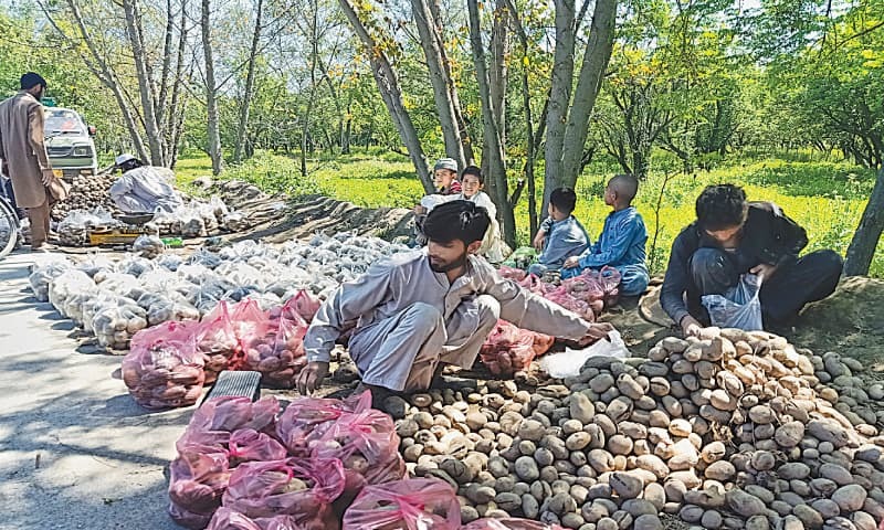 Pakistan's potato exports jump 10pc - Business - DAWN.COM