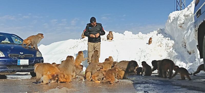 THE EVOLUTION OF MONKEY | GreenStories