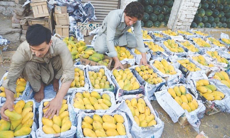 Mango export target slashed - Business - DAWN.COM