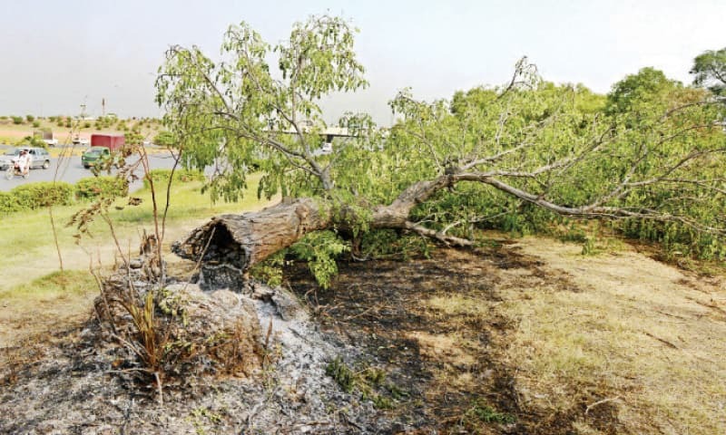 Minister Sherry Rehman seeks report on burning of trees in Islamabad's ...