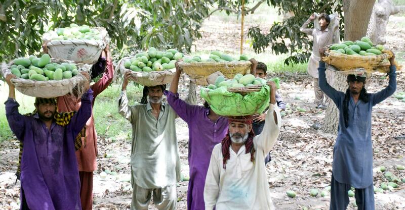 The curious case of mango production in Sindh - Pakistan - DAWN.COM