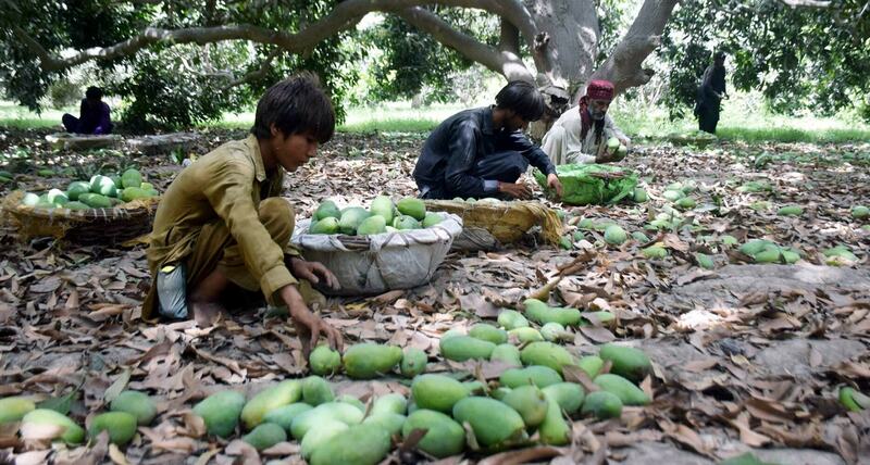 The curious case of mango production in Sindh - Pakistan - DAWN.COM