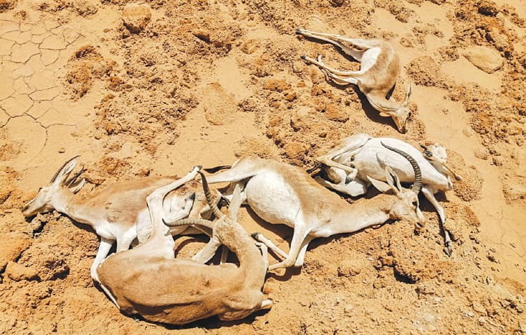 In a parched land, Iraqi gazelles dying of hunger - World - DAWN.COM