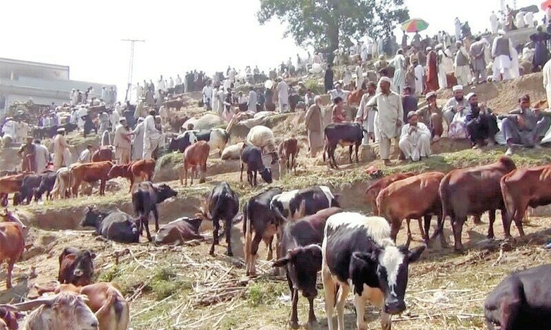 Guidelines issued to prevent transmission of Congo virus - Newspaper ...