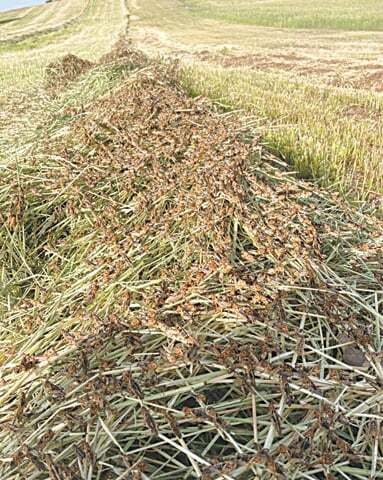Italian farmers suffer worst locust invasion in over 30 years ...