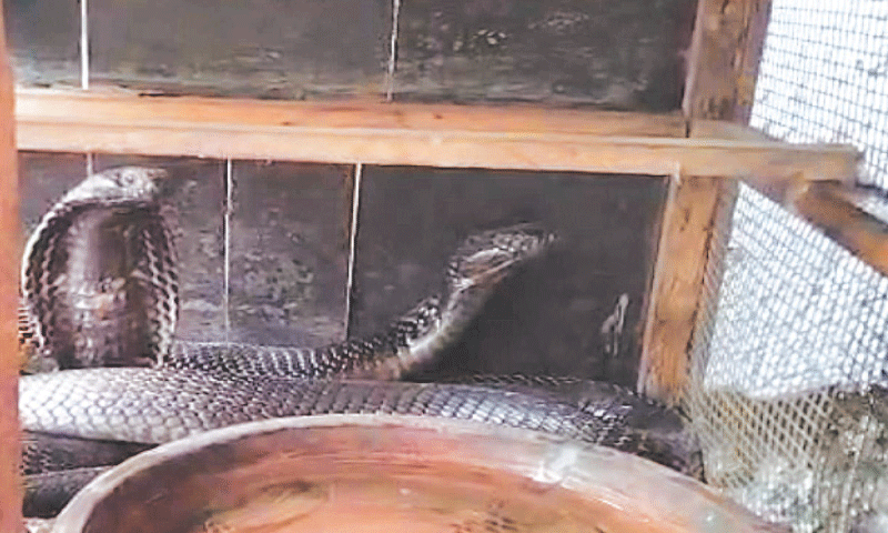 Wildlife dept rescues 75 spiny tailed lizards, four snakes - Newspaper ...