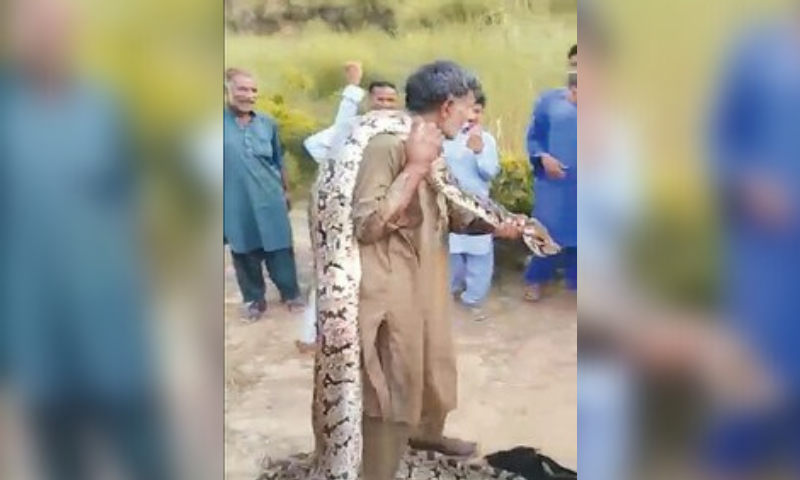 Huge python killed in AJK - Pakistan - DAWN.COM