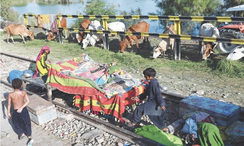 Cattle skin disease, floods ravage meat market - Pakistan - DAWN.COM