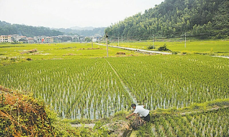 Global supplies sufficient to offset rice crop losses in Pakistan ...