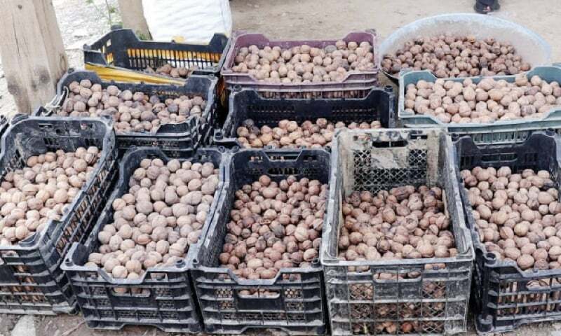 Orakzai tribesmen get bumper walnut harvest - Newspaper - DAWN.COM