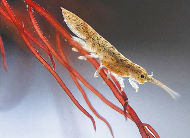 Pollinators of the sea - Newspaper - DAWN.COM