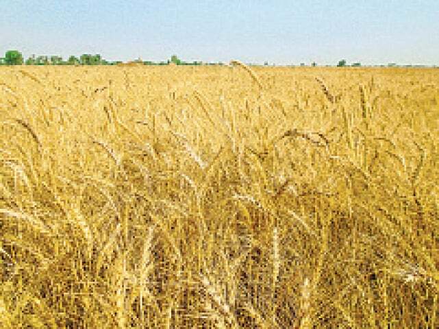 An avertable urea crisis in the making - Business - DAWN.COM