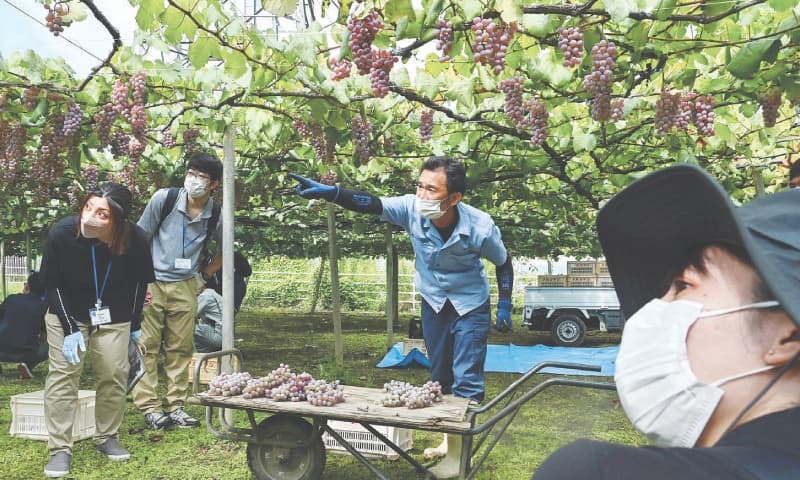‘Unique in Japan’: a temple dedicated to grapes and wine - Newspaper ...