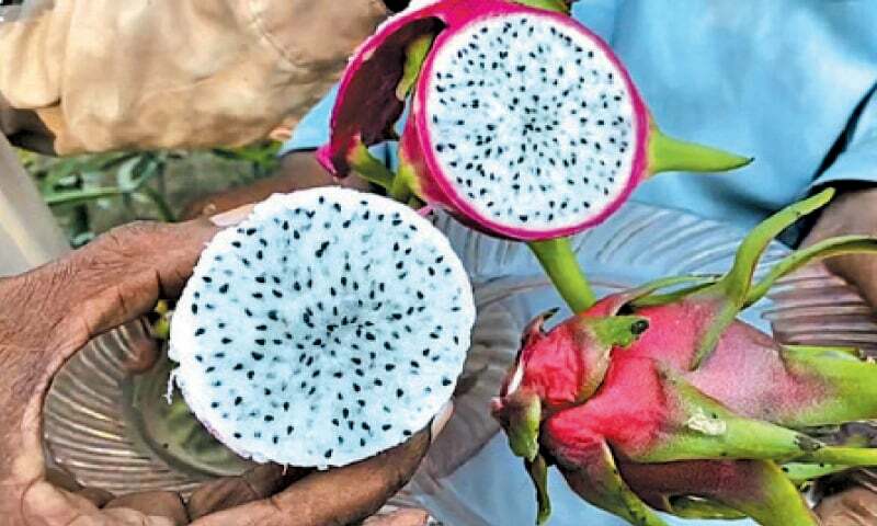 Farmer relishes sweet harvest of dragon fruit - Newspaper - DAWN.COM