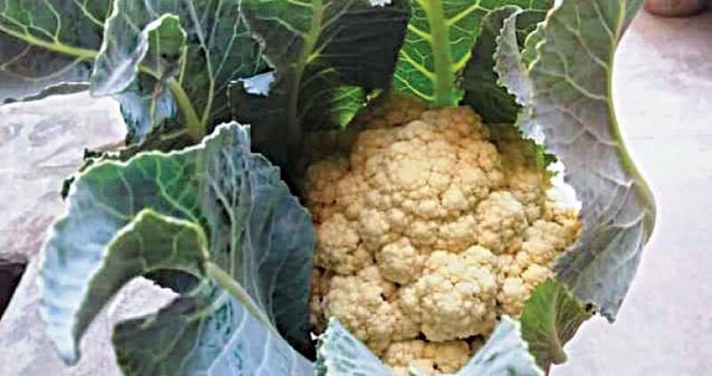 GARDENING: THE CABBAGE PATCHES - Newspaper - DAWN.COM